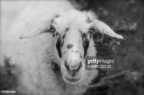 Daxiang Photos And Premium High Res Pictures Getty Images