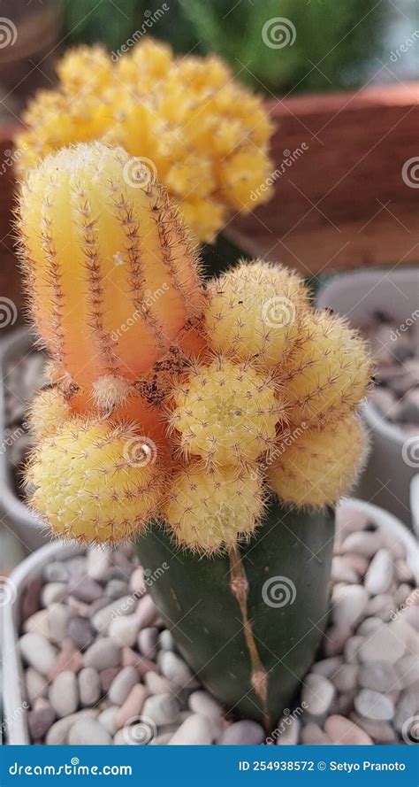 La Singularidad Del Mini Cactus Ornamental Con Toda Su Singularidad