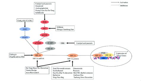 Herbal Medicines Promote The Activation Of The HIF Pathway Through Download Scientific