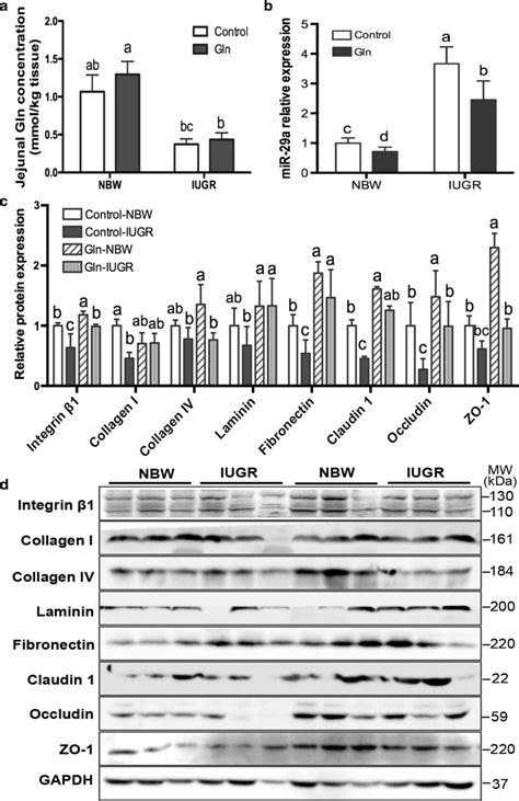 Effects Of Maternal Gln Supplementation During Late Gestation On