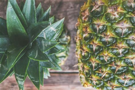 36 Mesmerizing Phenomena That Follow Fibonaccis Mathematical Pattern