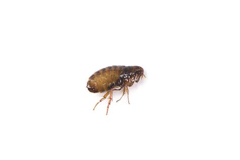 Fleas Vs Lice Outdoor Pests