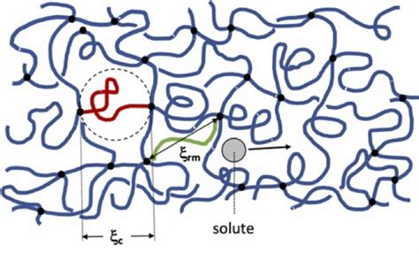 Hydrogel Mesh Size And Its Impact On Predictions Of Mathematical Models Of The Solute Diffusion
