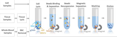 Genomic Dna Extraction Kit Hmw Magnetic Beads