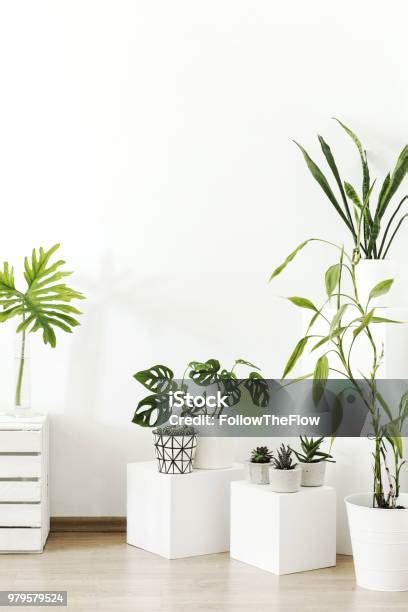 스 칸디 나 비아 세련 된 인테리어 복사 공간 흰색 배경 벽에 흰색 디자인 화분에 식물을 많이 가득 실내용 화초에 대한 스톡 사진 및 기타 이미지 Istock