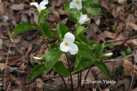 Trillium Grandiflorum Great White Trillium Wild Ones Root River