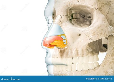 Alar Nasal Cartilage In Red Color With Body Contours 3d Rendering Illustration Isolated On White