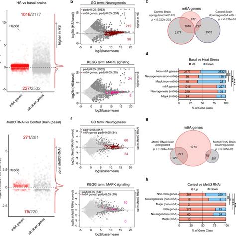 M⁶a Transcripts Are Enriched In Neuronal And Signaling Pathways A Download Scientific Diagram
