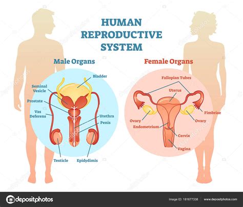 Human Reproductive System Vector Illustration Diagram Male And Female Stock Vector By Human Reproductive System Vector Illustration Diagram Male And Female Stock Vector By