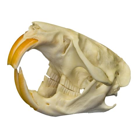 Real Muskrat Skull For Sale Skulls Unlimited International Inc