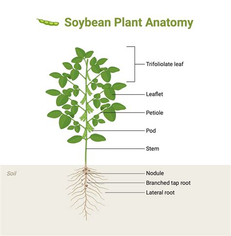 Soybean Plant Anatomy Biorender Science Templates