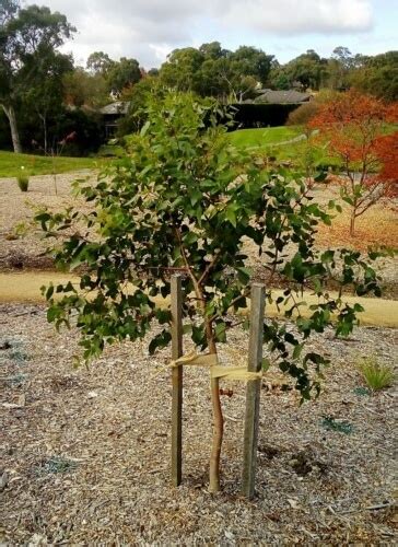 Garden Staking Basics Guide How To Stake A Tree