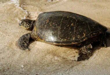 How To Preserve Turtle Shell Everything You Need To Know Pets Bunch