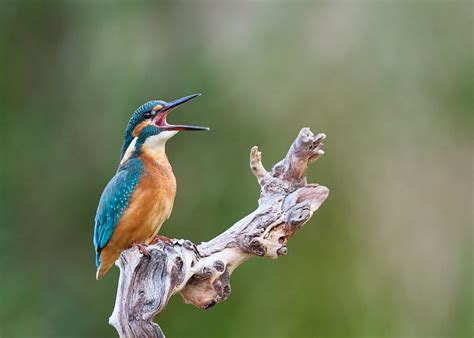 Catch and release Forum für Naturfotografen