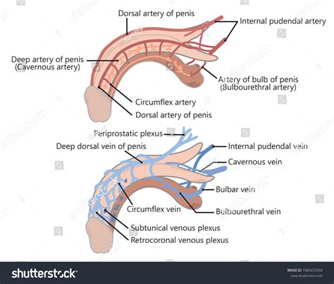 Dorsal Artery Penis Anatomy Drawing Cartoon Ilustrações Stock