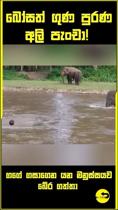 මනුස්සයව බේර ගන්න ආව අලි පැංචා ️ මේ අලි පැංචාට ආදරේ අය ලයික් එකක් දාගෙන යමු Youtube