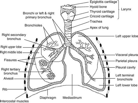 Lung Diagram Lungs Image Simple Lungs Diagram Lung Anatomy Lunges Lungs Drawing
