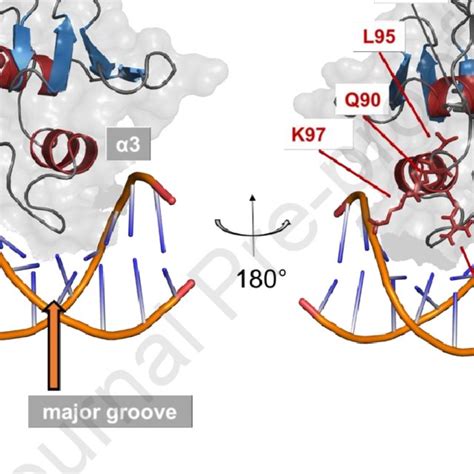 Nmr Guided Haddock Model Of Ctoxr1 134 Ompu Complex The Recognition Download Scientific