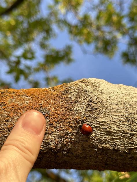 Big Ass Lady Bug Cousin Rbugidentification