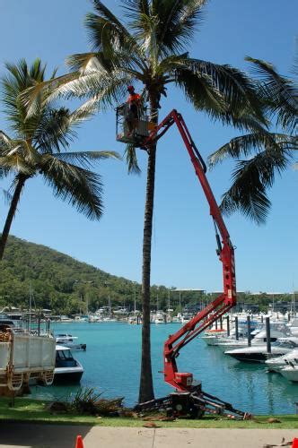 Palm Tree Clean Up Tidy Tree Work