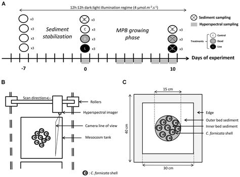 Frontiers Subtidal Microphytobenthos A Secret Garden Stimulated By The Engineer Species