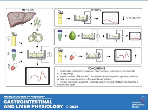 Luc Van Der Laan On Linkedin Checkout Our Recent Paper On Human Cholangiocyte Organoids…