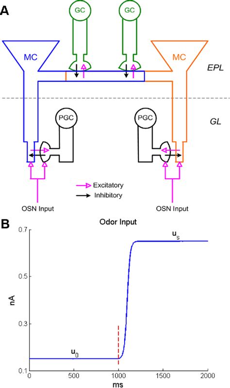 Table 1 From A Two Layer Biophysical Model Of Cholinergic Neuromodulation In Olfactory Bulb