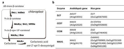 Strigolactone Biosynthesis A Scheme Of The Biosynthesis Pathway