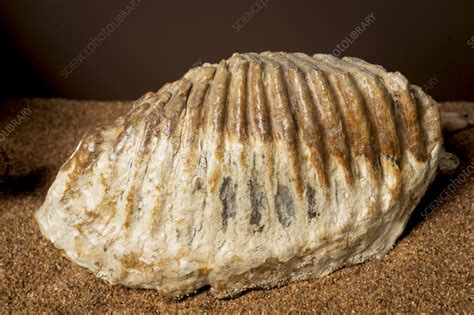 Extinct Southern Mammoth Tooth Fossil Stock Image C0604879