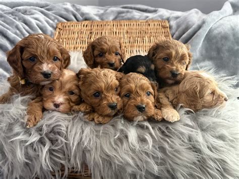 F1 Cavapoos Extensively Health Tested Babies For Sale Hertfordshire