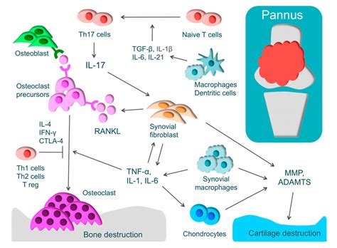 不死的癌症 Ra Cia关节炎模型治疗新进展 知乎