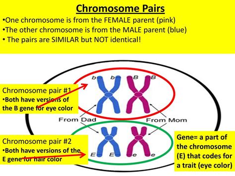 Do Now Mitosis Review Answer True Or False Use Your Book On Page Ppt Download