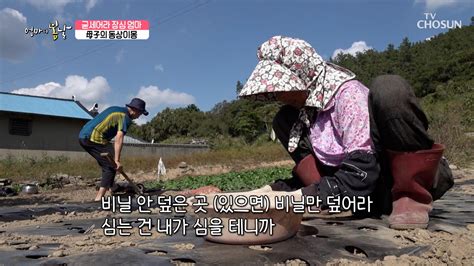 굽은 허리로 밭일 하는 엄마가 안쓰러운 효자 아들😥 Tv Chosun 231105 방송 Zum Tv