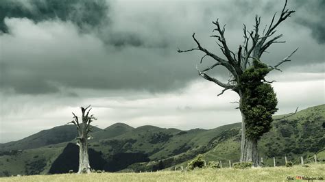 Ghost Tree 4K Wallpaper Download