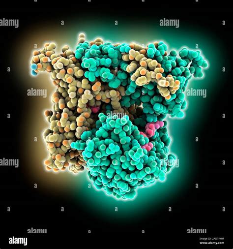 Scavenger Mrna Decapping Enzyme Molecular Model This Enzyme