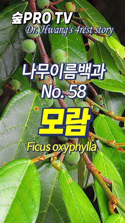 모람과 애기모람 이름 유래 모람 애기모람 난대숲 Youtube