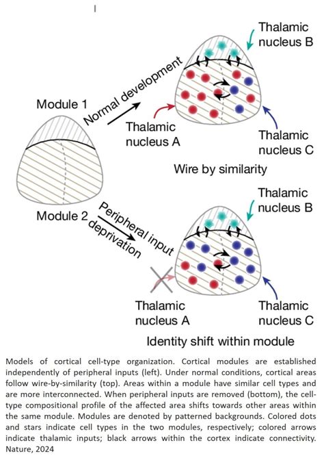 Vision Plays A Key Role In Sculpting Brain Development Sciencemission