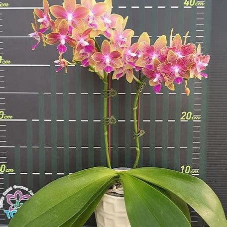 Phalaenopsis Miki Golden Sand '1363' (peloric 2 eyes) 2.5" Fragrant ...