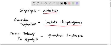 Solved Texts Match Each Enzyme Of Glycolysis With Its Description Hexokinase Hnl