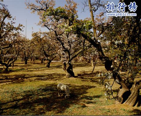 什川古梨园景点信息 排行榜123网