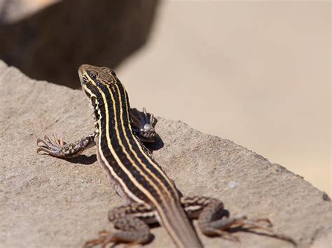 When Pseudosex Is Better Than The Real Thing Nautilus