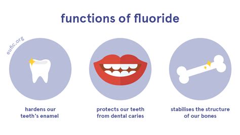 Fluoride Foods Functions How Much Do You Need And More Eufic