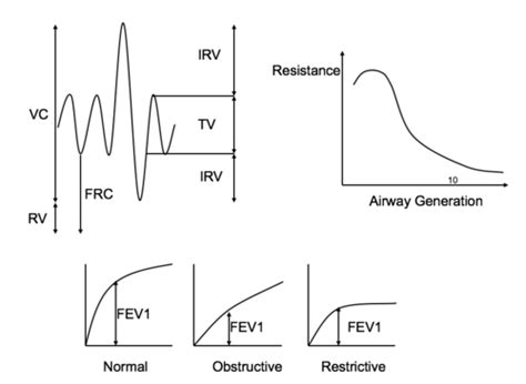 Lung Function Tests Flashcards Quizlet