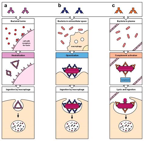 Structure Of Monoclonal Antibody Download Scientific Diagram