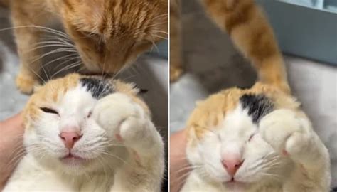 머리 마사지에 기분 좋았는데 심술궂은 치즈 고양이의 냥펀치 맞고 잔뜩 쫄은 삼색 고양이