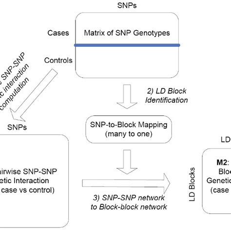 Flowchart Of Constructing Genetic Interaction Networks From Download Scientific Diagram
