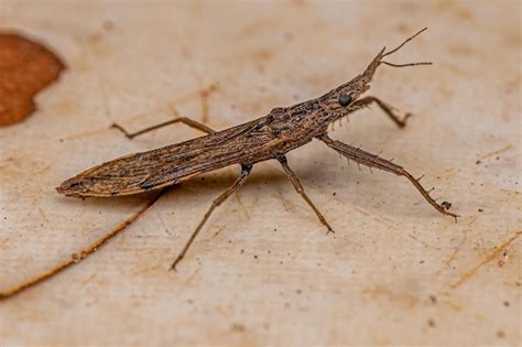 Premium Photo Adult Assassin Bug