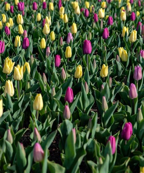 Premium Photo Tulip Flowers In A Garden Spring