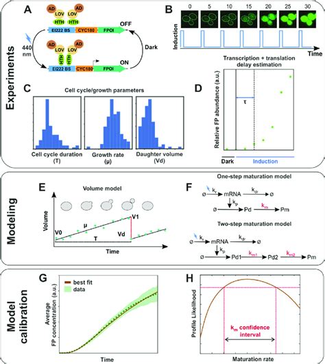 Main Elements Of Our Joint Experimental Computational Approach To
