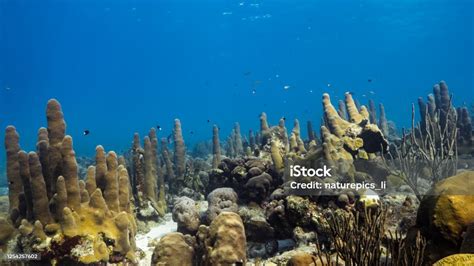 카리브해의 산호초 얕은 물 물고기 기둥 산호및 스폰지가있는 큐라소의 바다 풍경 0명에 대한 스톡 사진 및 기타 이미지 0명 경산호 관광 Istock